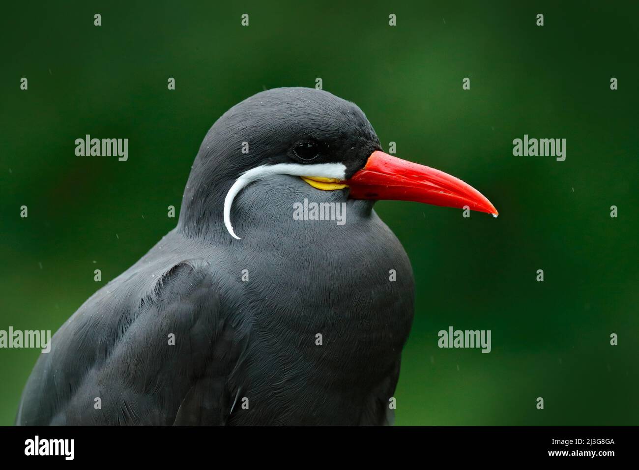 Inca Tern, Larosterna inca, bird on tree branch. Portrait of Tern from ...