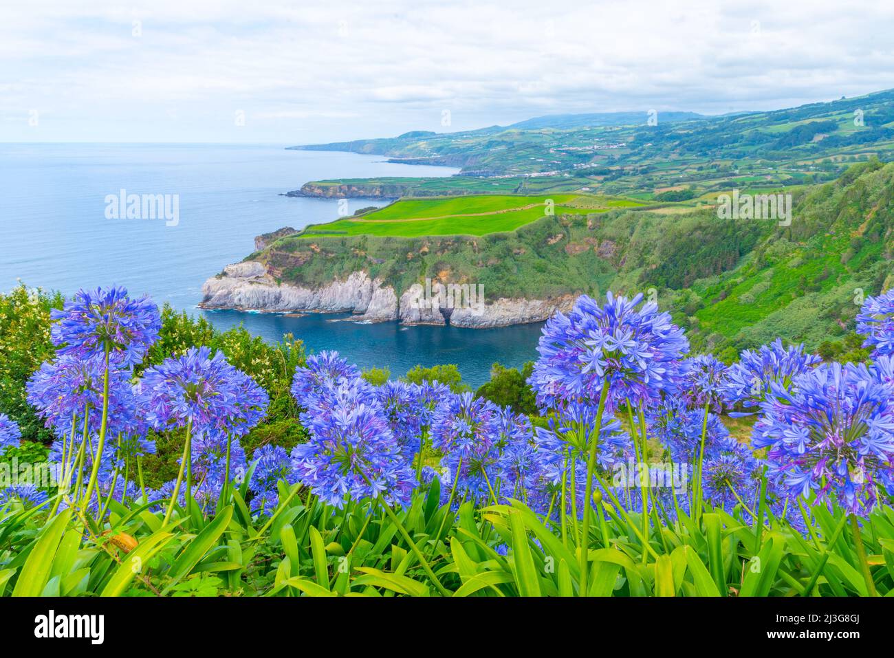 Hydrangea flowers and coastline of Sao Miguel island in Portugal Stock ...