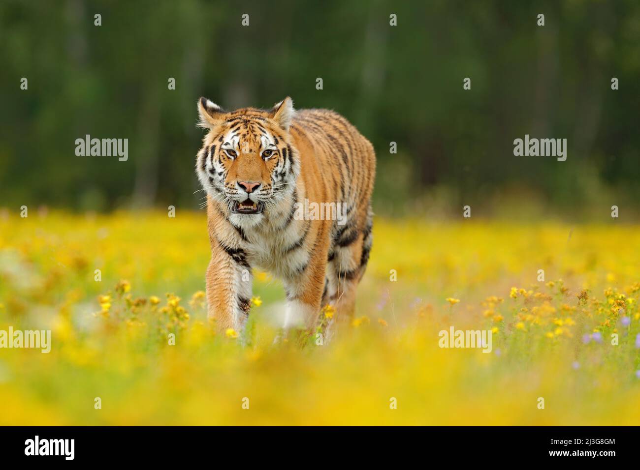 Tiger in its habitat hi-res stock photography and images - Alamy