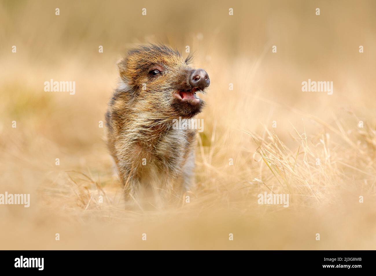 Cute animal in forest. Portrait of wild pig, grass meadow. Young Wild ...
