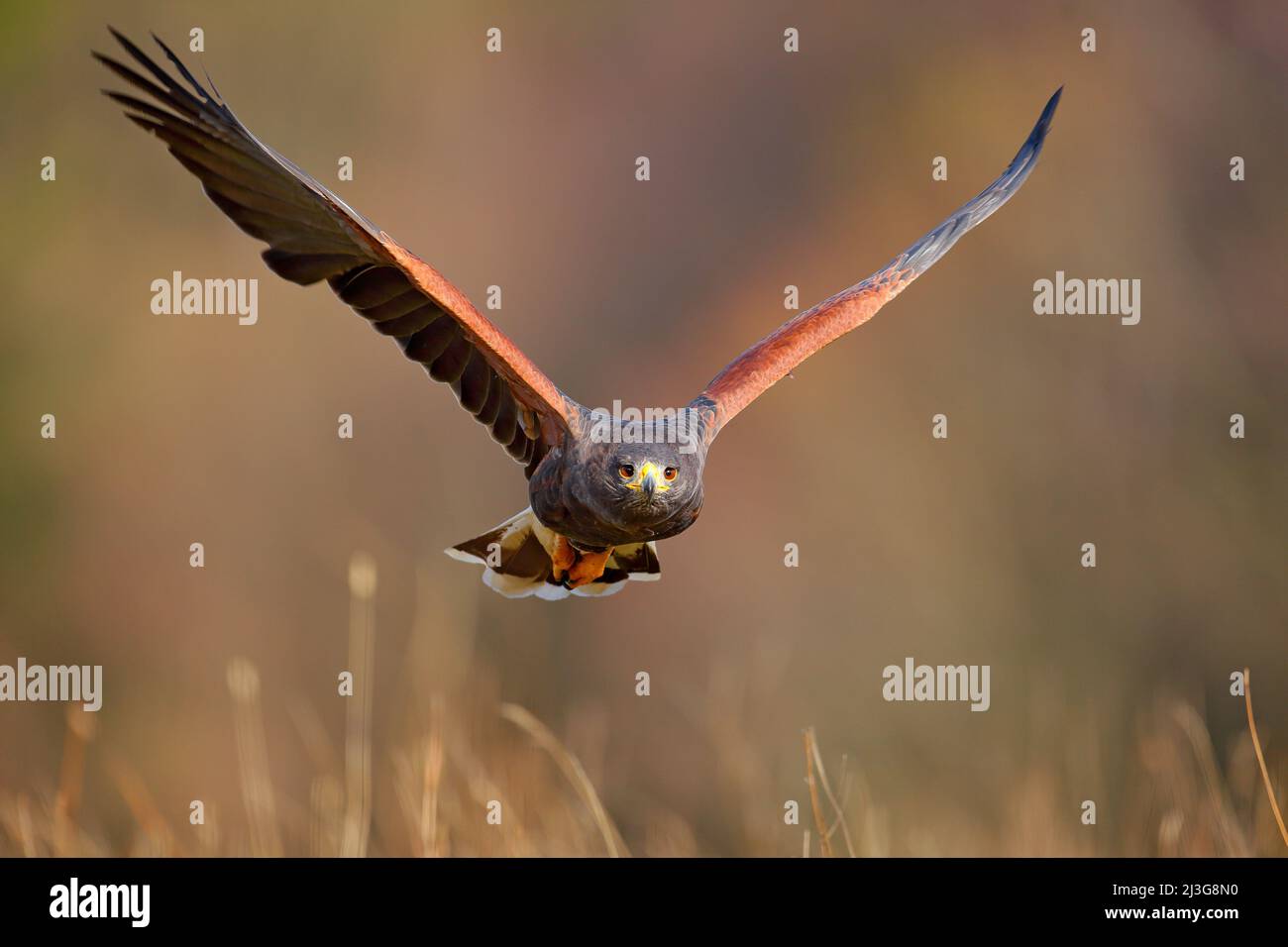 Harris Hawk, Parabuteo unicinctus, landing. Wildlife animal scene from ...