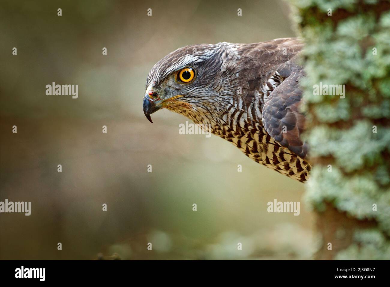 Hidden head portrait of goshawk. Detail of bird of prey Goshawk. Bird ...