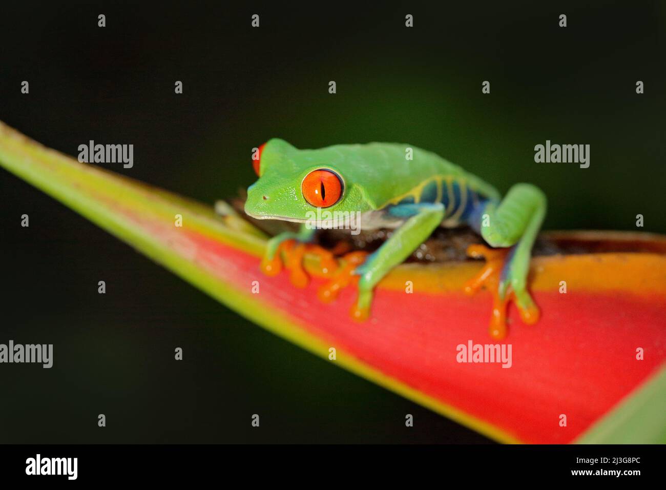 Red-eyed Tree Frog, Agalychnis callidryas, animal with big red eyes, in ...
