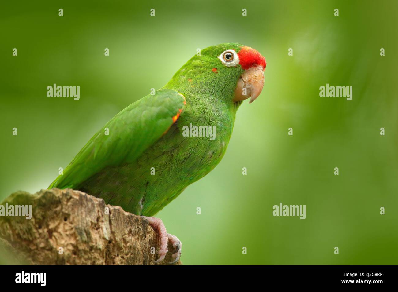 Crimson-fronted Parakeet, Aratinga funschi, portrait of light green ...