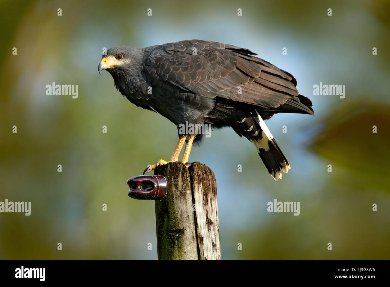 Great Black-Hawk, Buteogallus urubitinga, detail portrait of wild bird ...