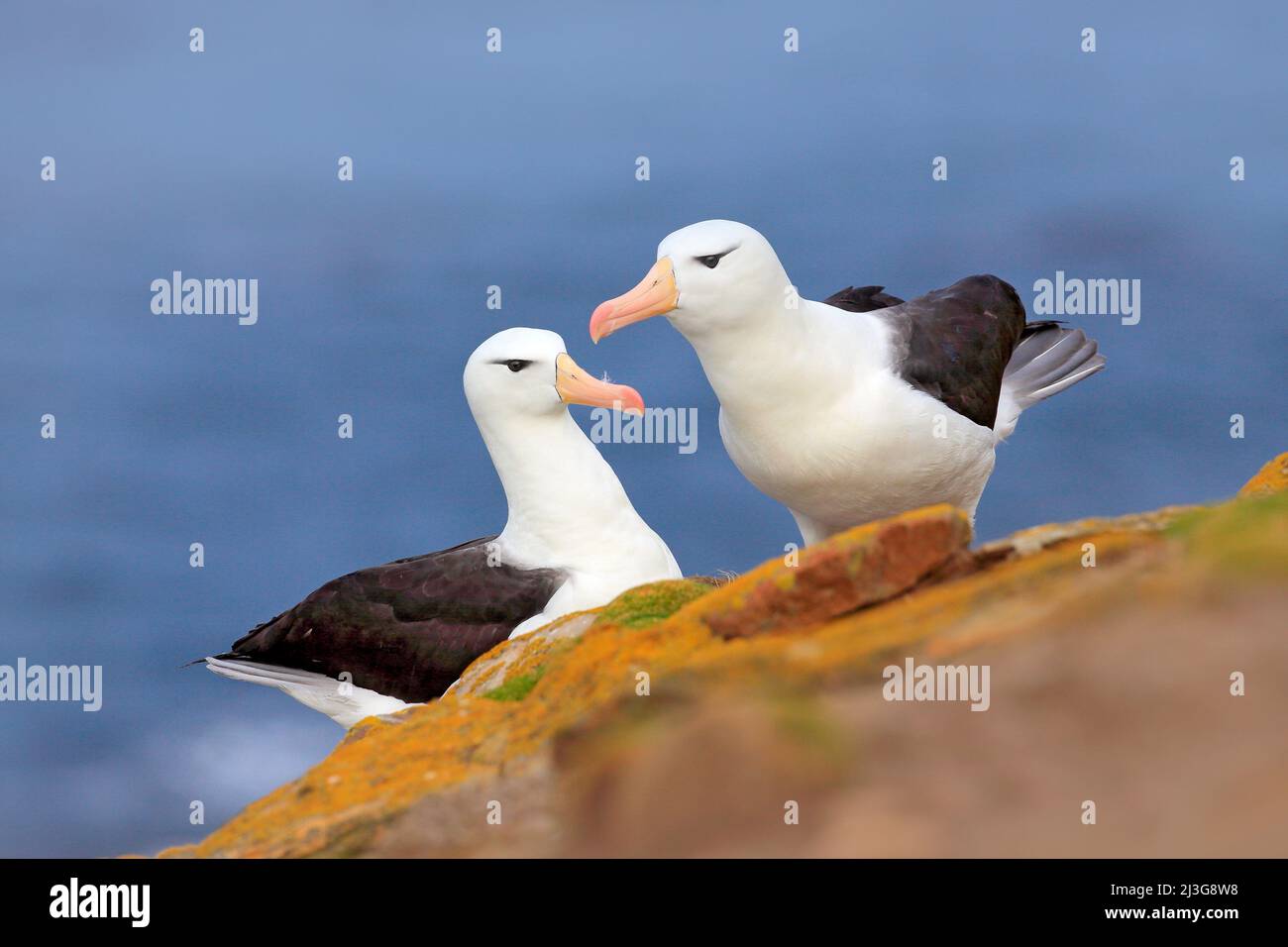 Albatros bird pair hi-res stock photography and images - Alamy