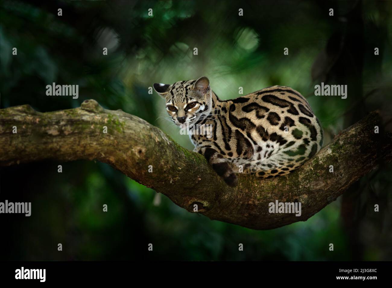 Margay High Resolution Stock Photography and Images - Alamy