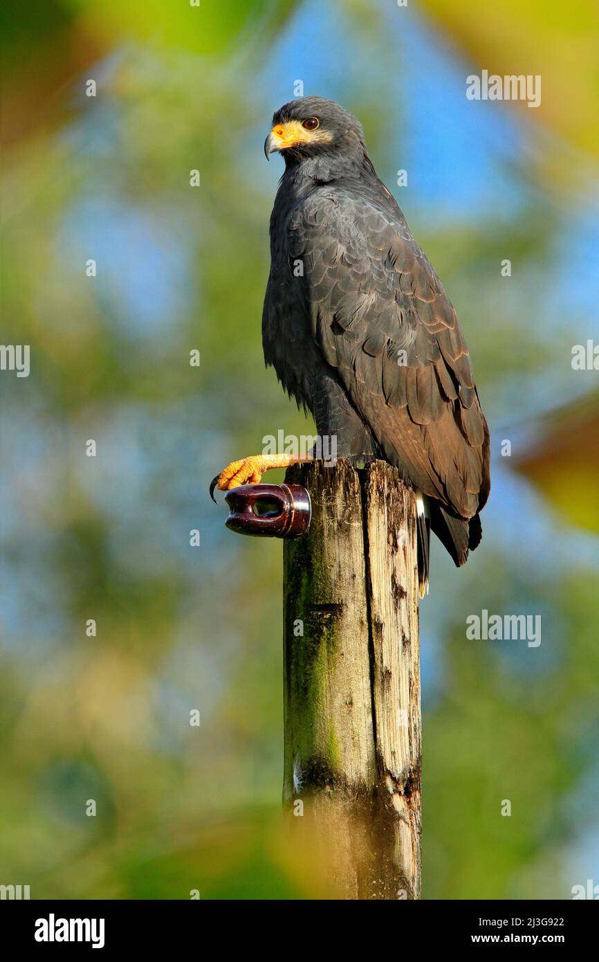 Yellow S Hawk Eyes