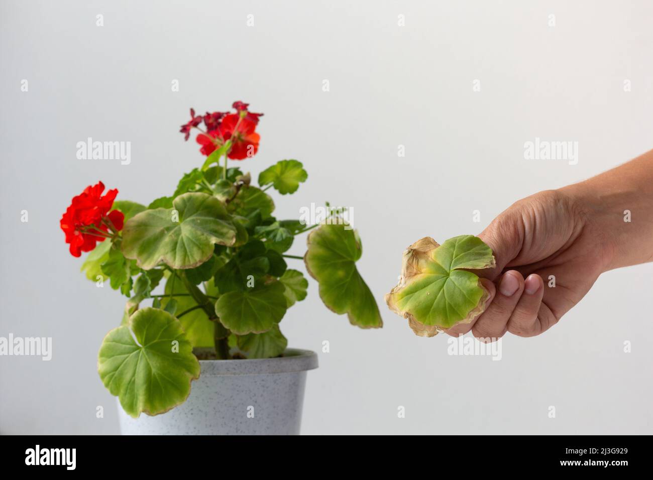 Woman hand holding cutting yellow leaf of blooming geranium damaged ...