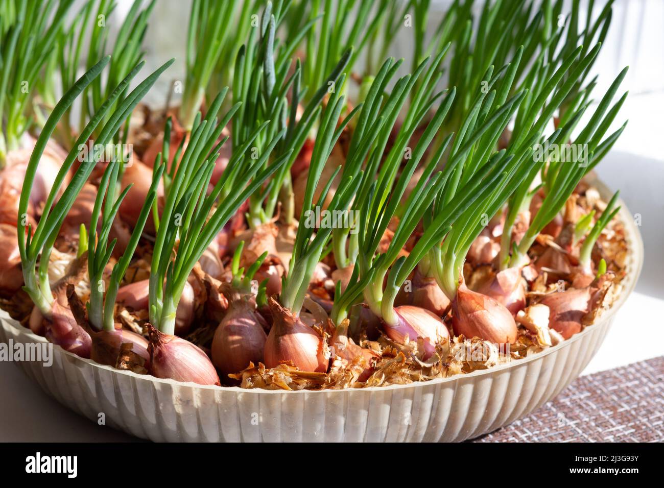 Onion stalks hi-res stock photography and images - Alamy