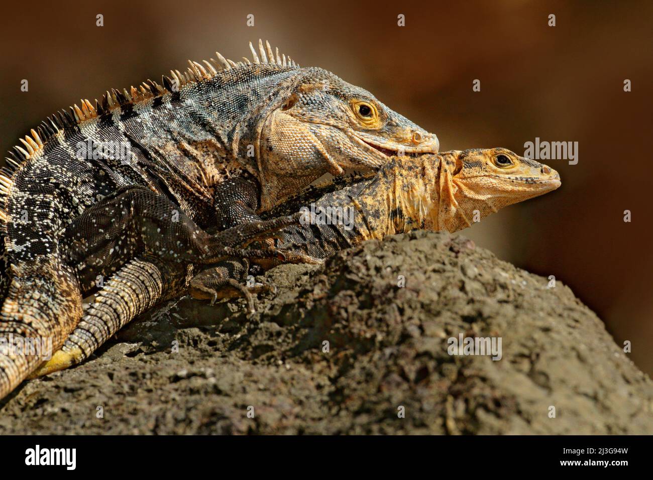 Lizard mating. Pair of reptiles, Black Iguana, Ctenosaura similis, male ...