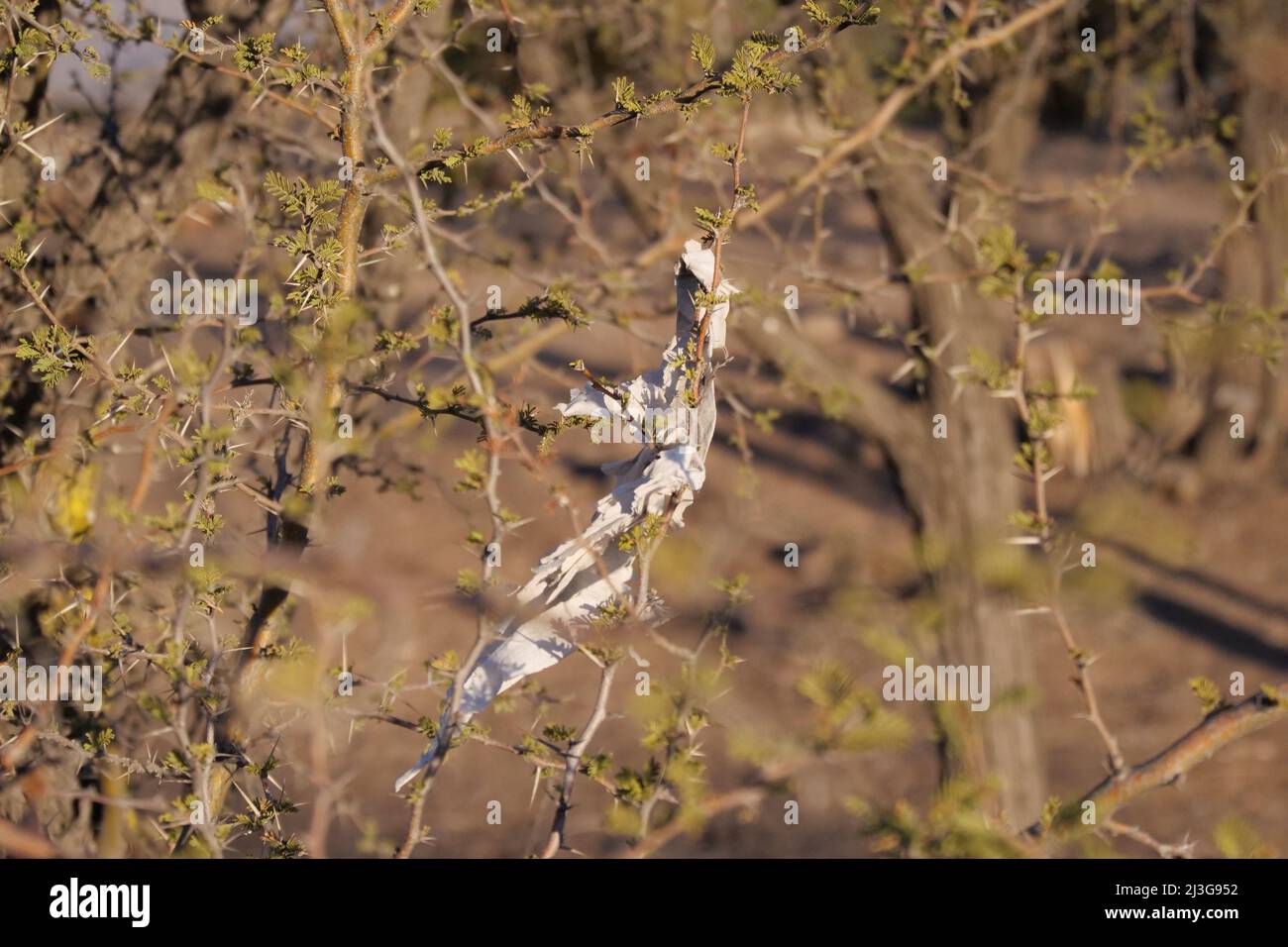 Piece of paper towel or toilet paper stuck in the thorns of a tree ...