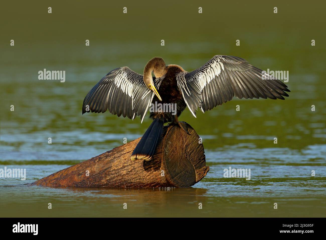 Anhinga, water bird in the river nature habitat. Water bird from Costa ...