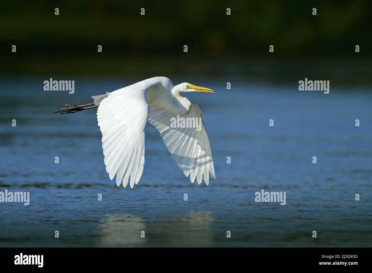 White heron in fly. Wildlife in Florida, USA. Water bird in flight ...
