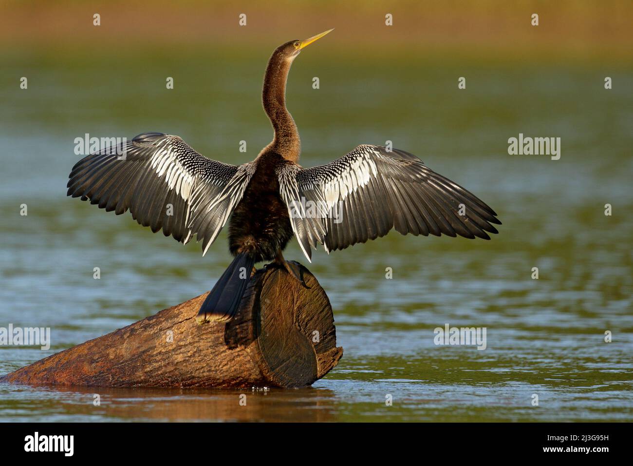 Anhinga, water bird in the river nature habitat. Water bird from Costa ...