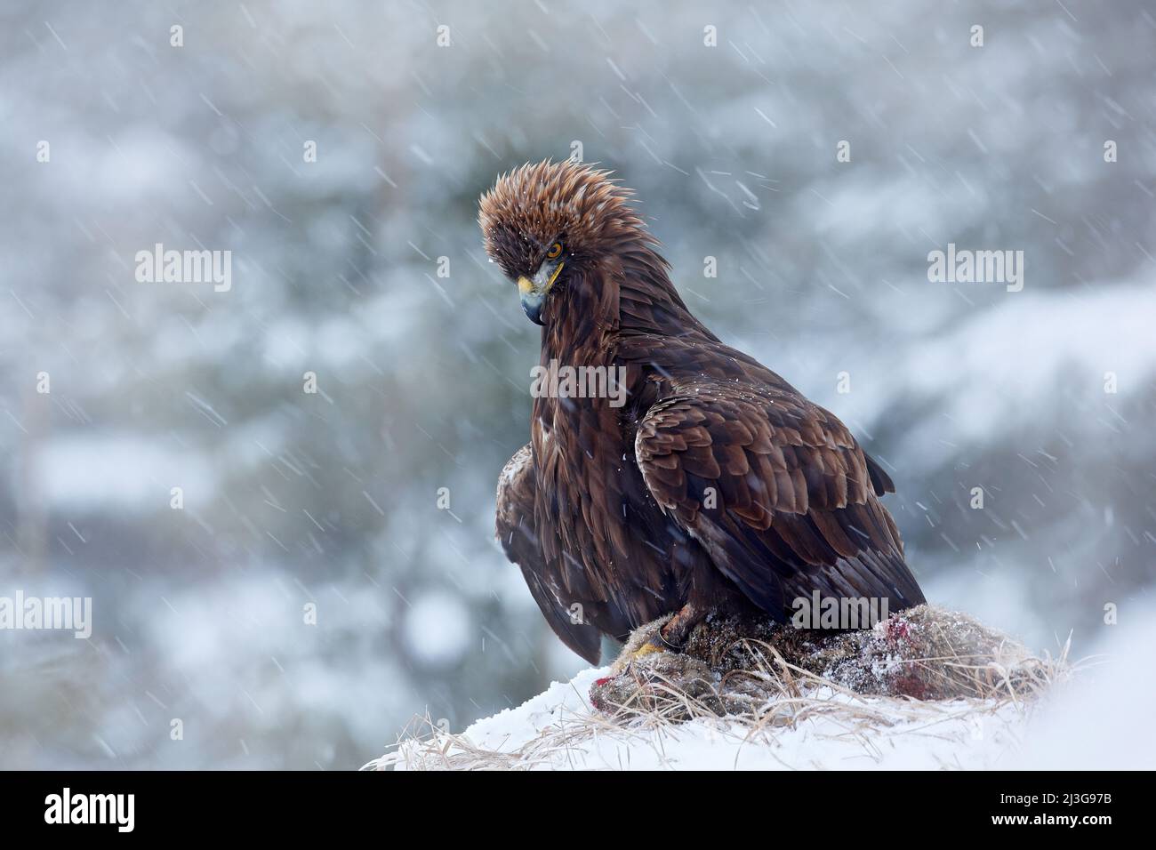 Golden Eagle in snow with kill hare, snow in the forest during winter ...