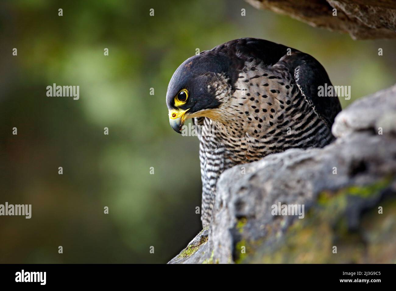 Peregrine Falcon sitting in rock. Rare bird in nature habitat. Falcon ...