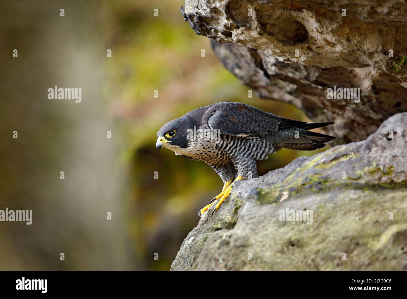Peregrine Falcon sitting in rock. Rare bird in nature habitat. Falcon ...
