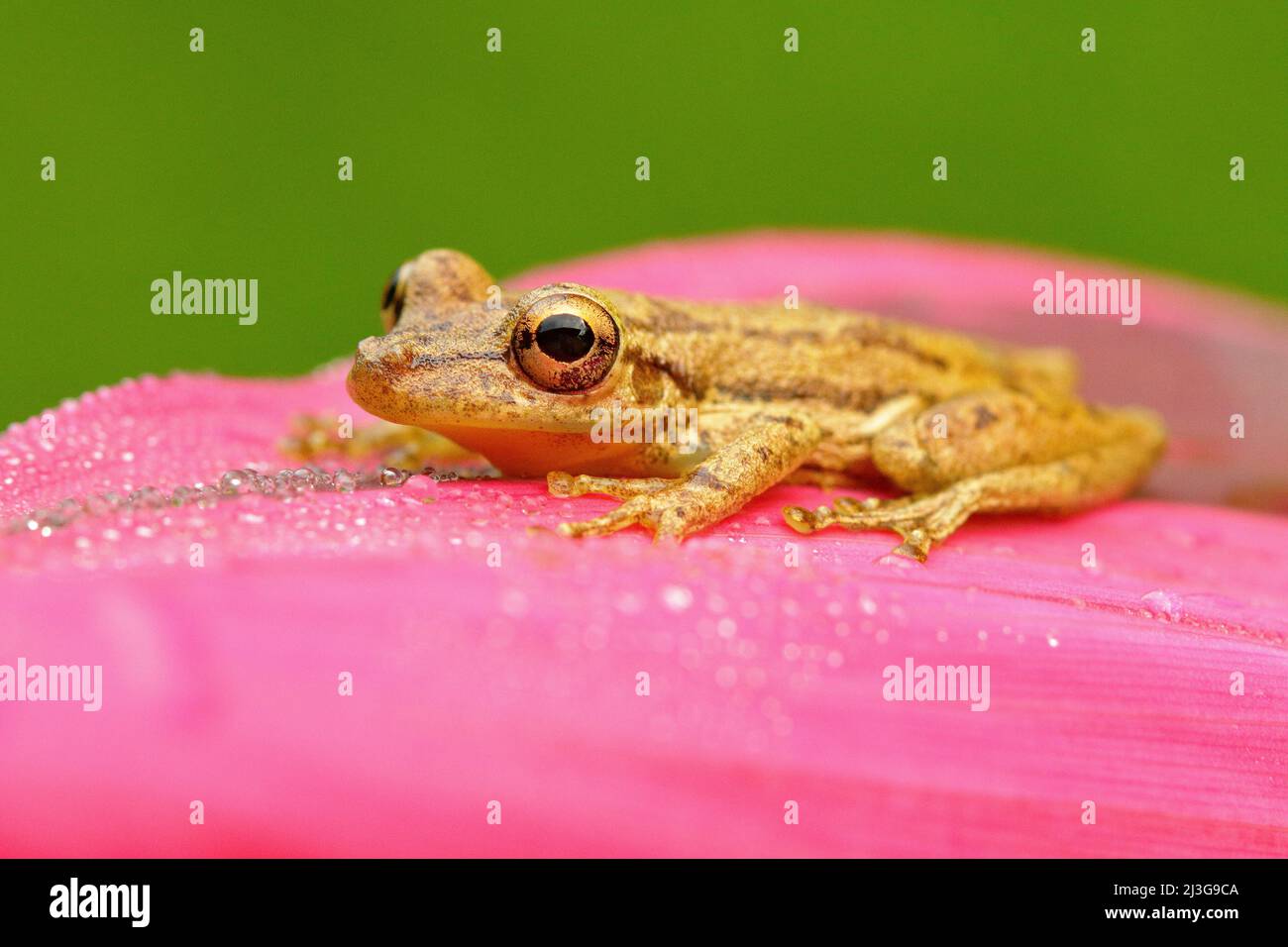 Small tropic frog Stauffers Treefrog, Scinax staufferi, sitting on the ...