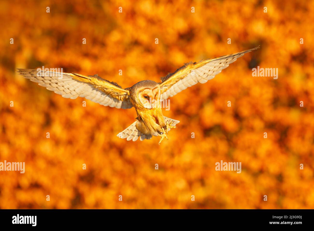 Autumn evening with owl. Landing nice Barn Owl in nice orange light ...