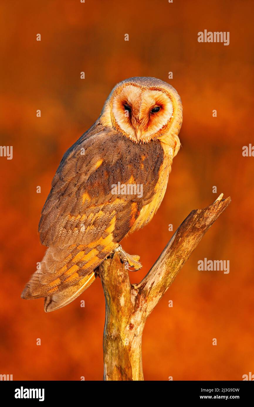 Barn Owl in nice orange light. Autumn forest with beautiful bird. Owl ...