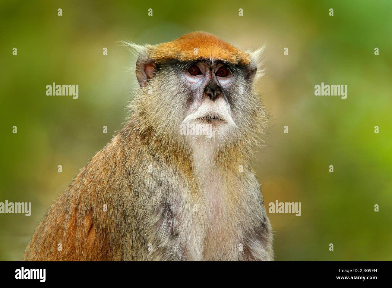 Green wildlife of Senegal. Patas Hussar monkey, Erythrocebus patas ...
