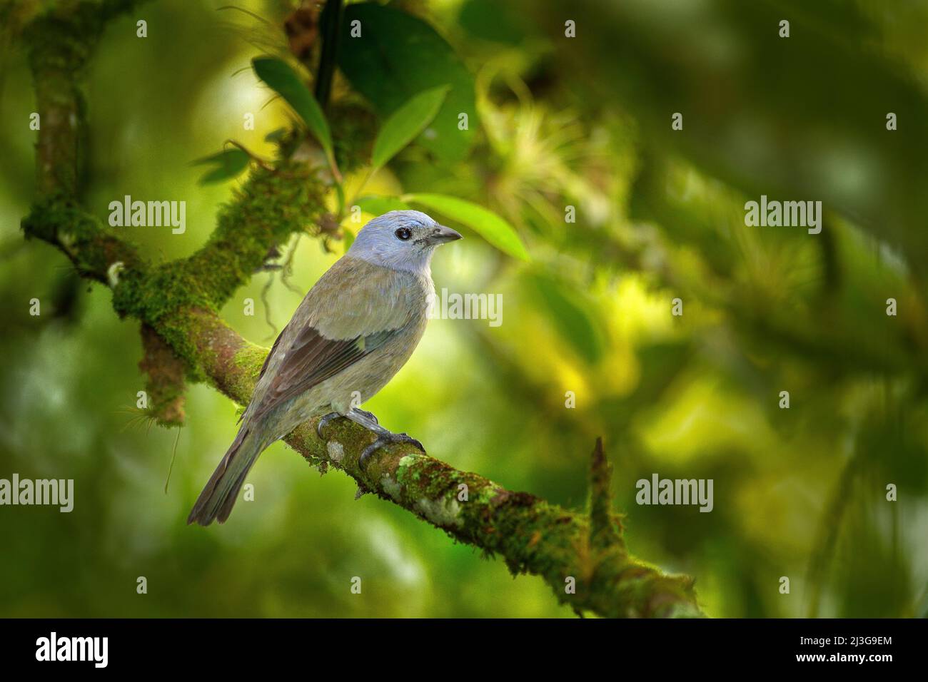 Palm Tanager, Thraupis palmarum, bird in the green forest habitat ...