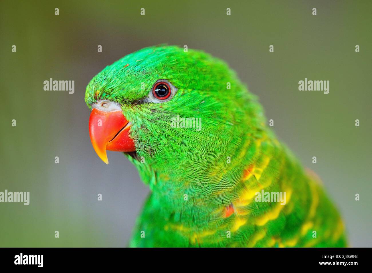 Lory bird detail of head hi-res stock photography and images - Alamy