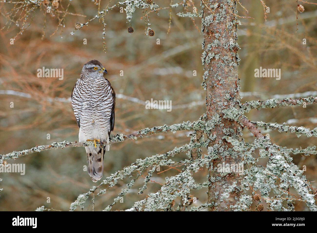 Goshawk in forest. Birds of prey Goshawk sitting on the branch in ...