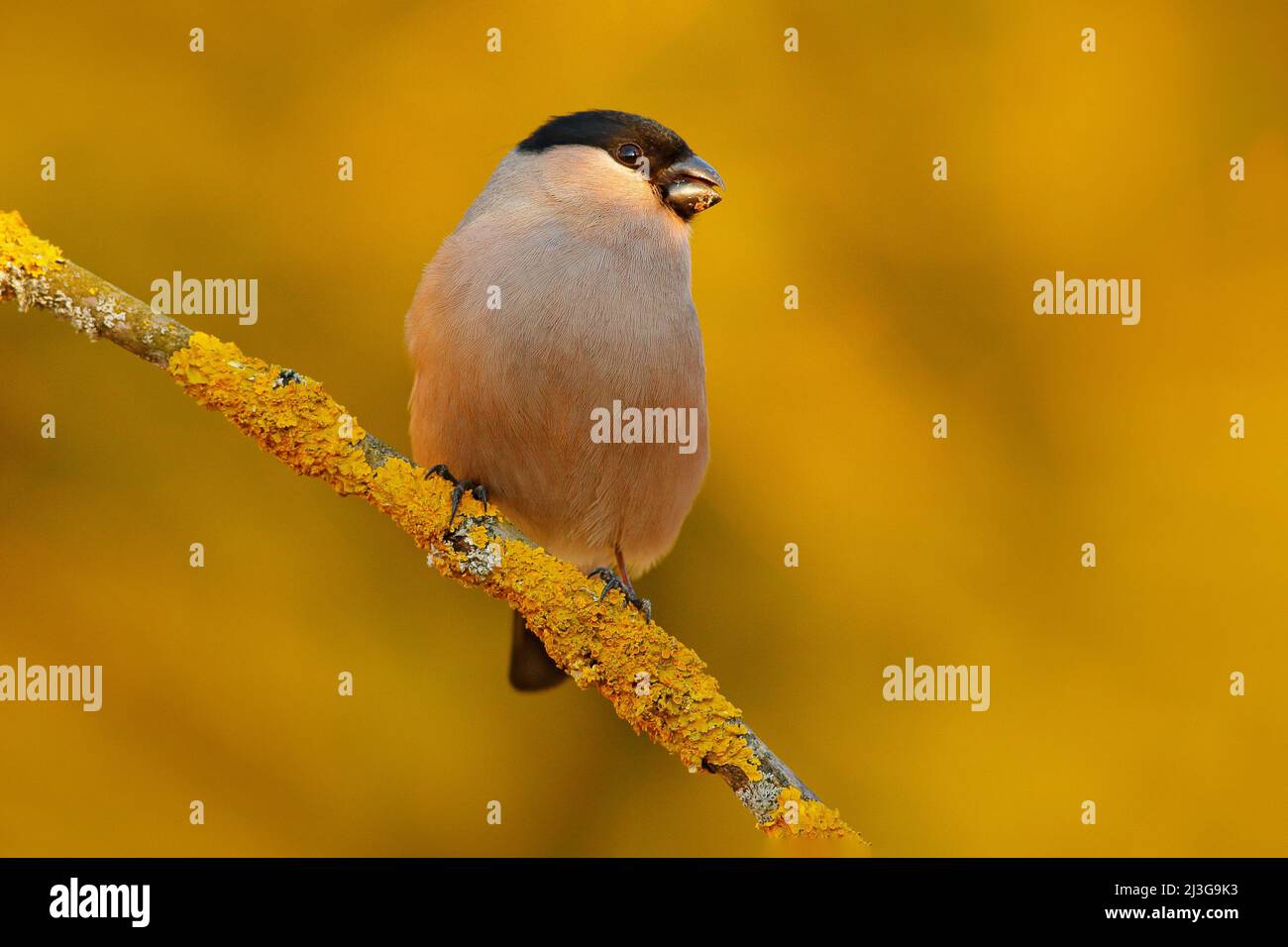 Bullfinch, Pyrrhula pyrrhula, sitting on yellow lichen branch, Sumava ...