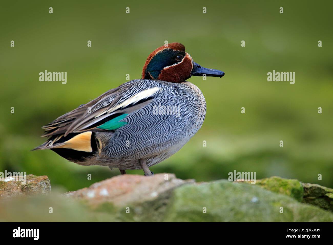 Camnon Teal, Anas crecca, nice duck with rusty head, floating on dark ...