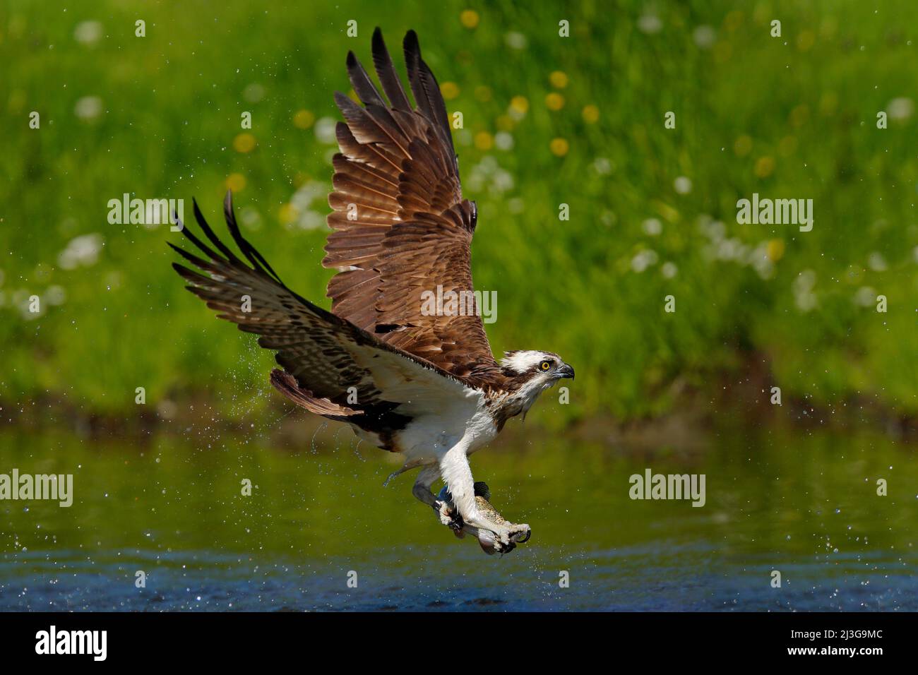 Os prey hi-res stock photography and images - Alamy