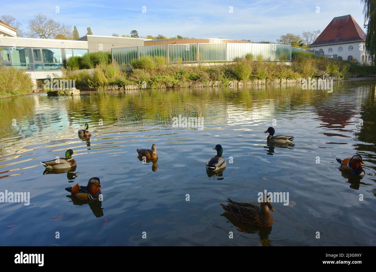 Bad Kosen, Germany duck birds on a pond and spa building Stock Photo ...