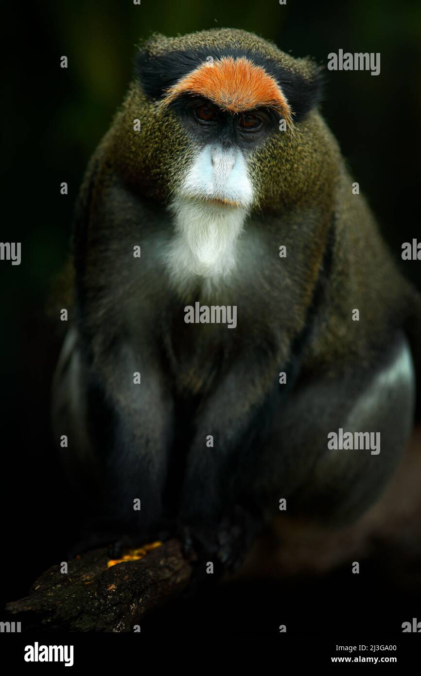 De Brazza's monkey, Cercopithecus neglectus, sitting on tree branch in ...