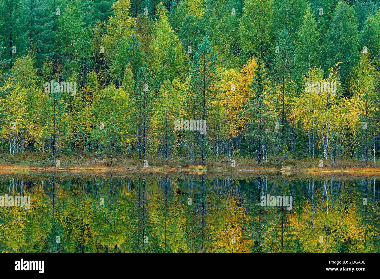 Green and yellow trees with reflection in the still water surface. Fall ...