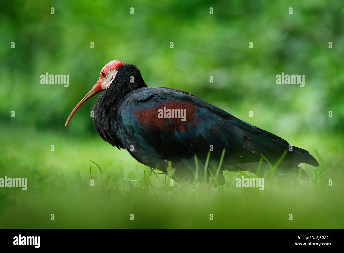 Southern bald ibis, Geronticus calvus, exotic bird in the nature ...