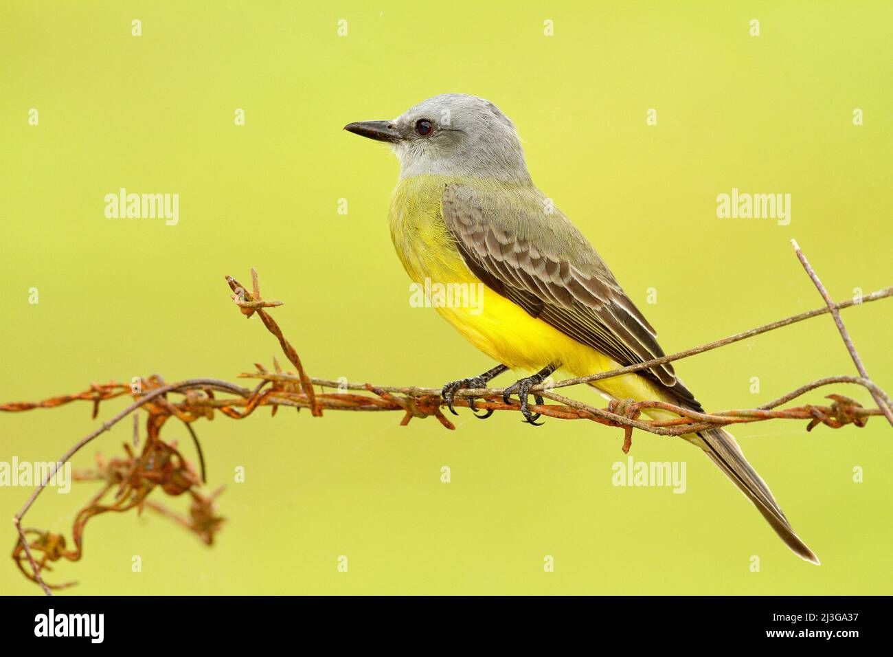 Tropical Kingbird, Tyrannus melancholicus, tropic yellow grey bird form ...