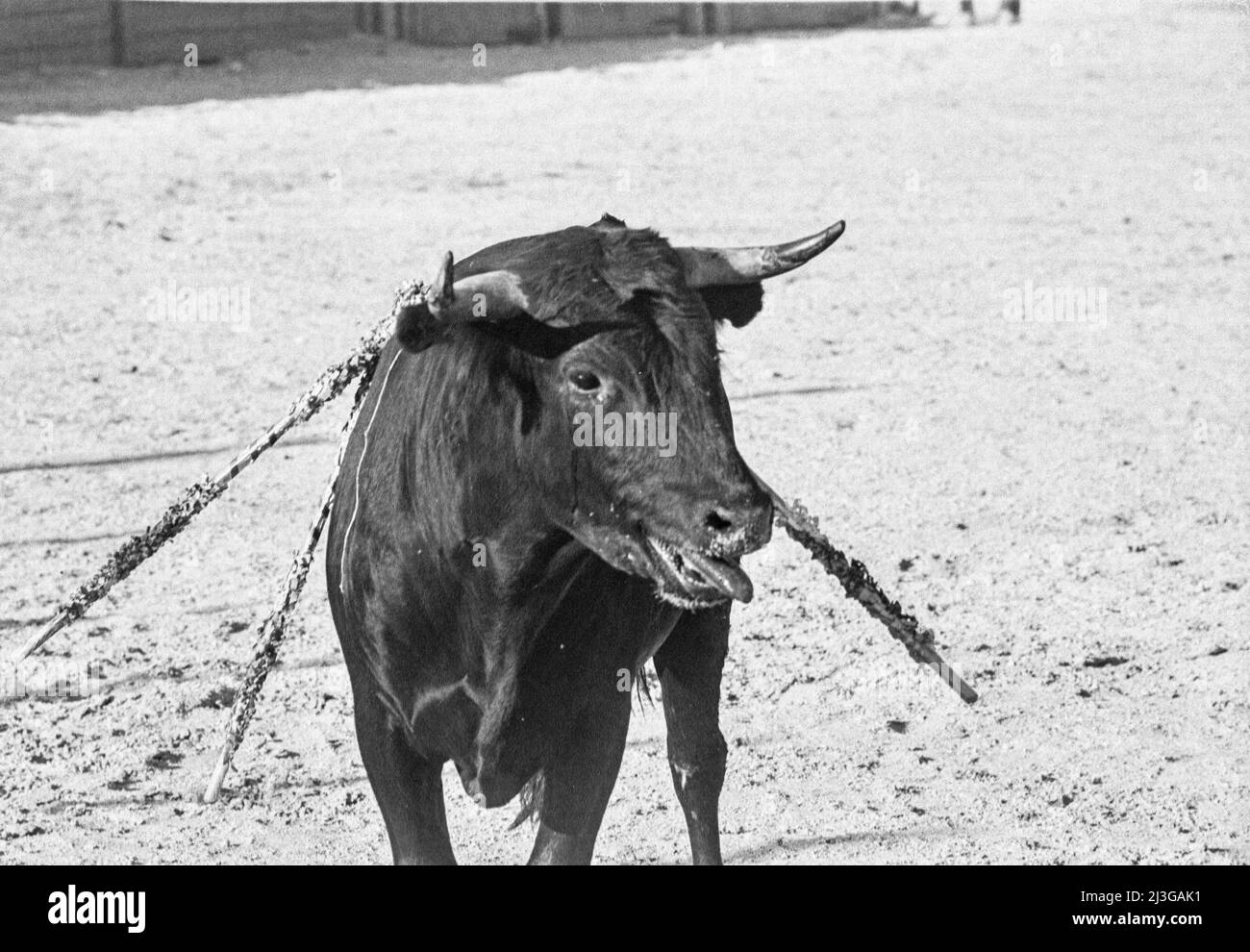 A wounded bull in the arena, Madrid, Spain photo: Bo Arrhed Stock Photo ...