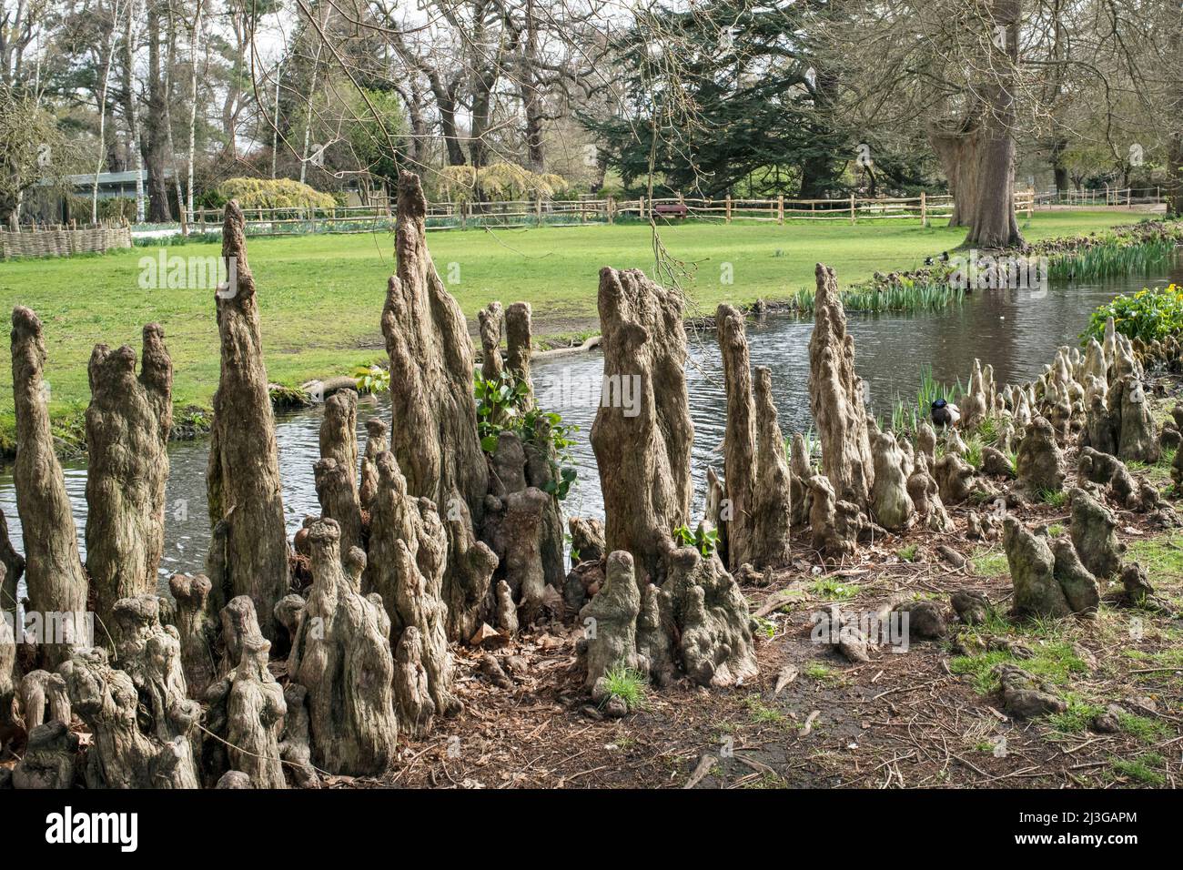 prehistoric looking swamp cypress tree roots at the woodland gardens in ...