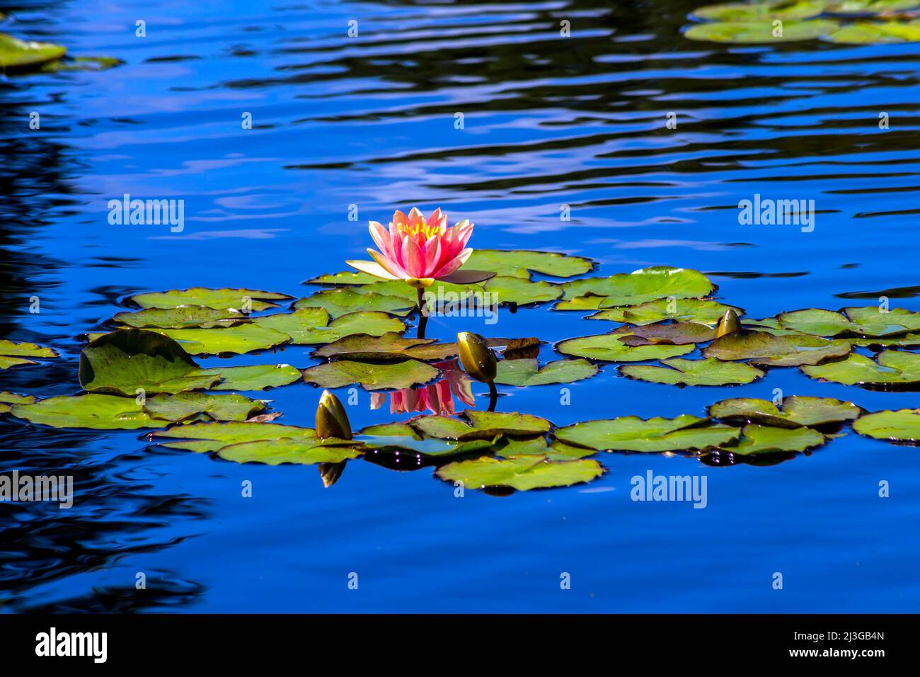 Pink water lily in the pond,Colorado Stock Photo - Alamy