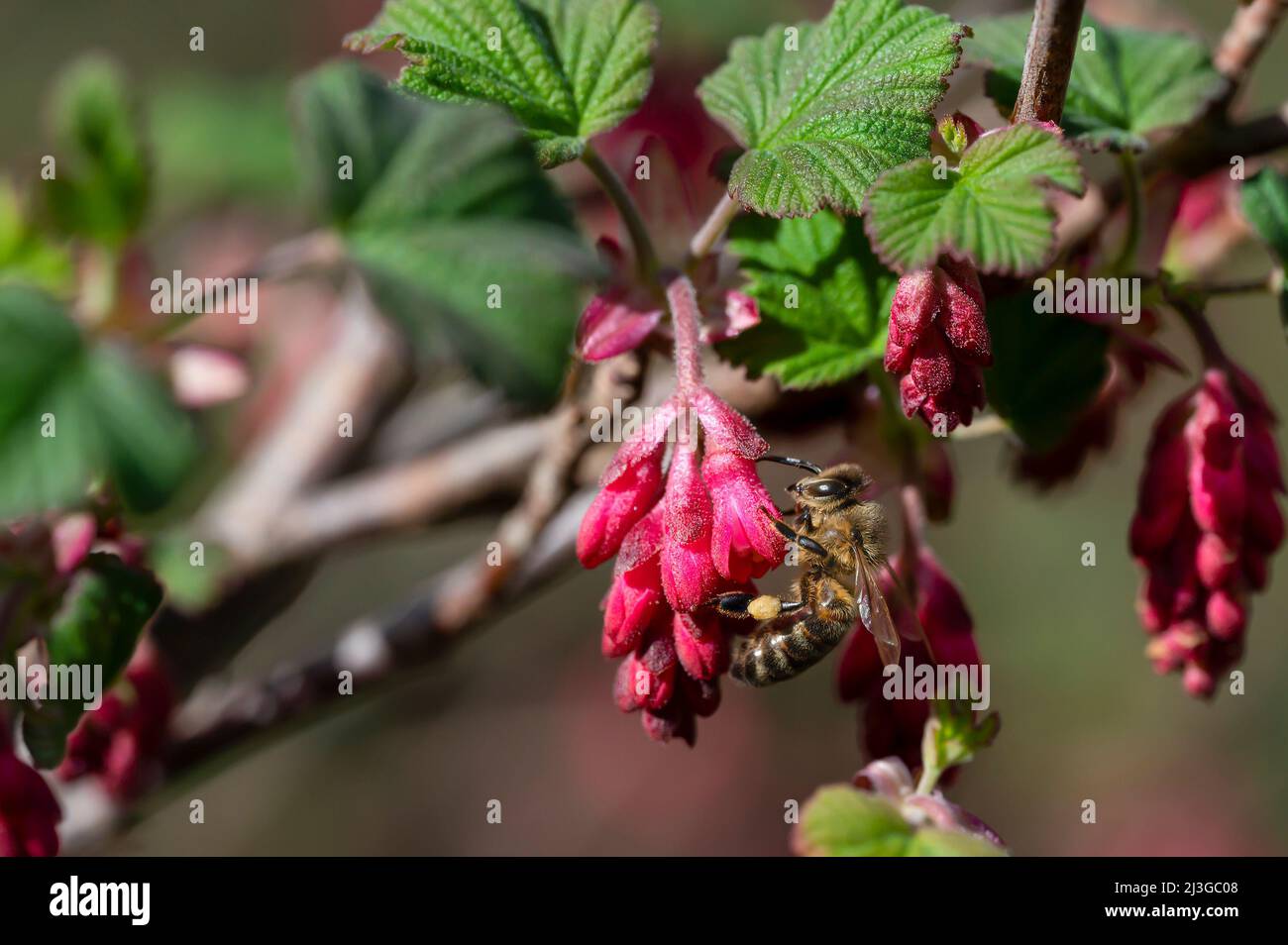 Bee at a flowering currant (Ribes sanguineum) in the sunshine Stock ...