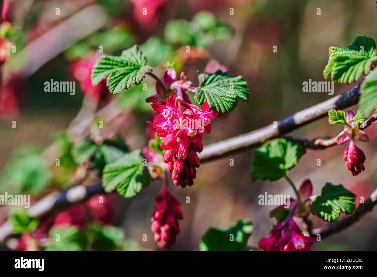 Flowers of a currant bush (Ribes Sanguineum) in the sunshine Stock ...