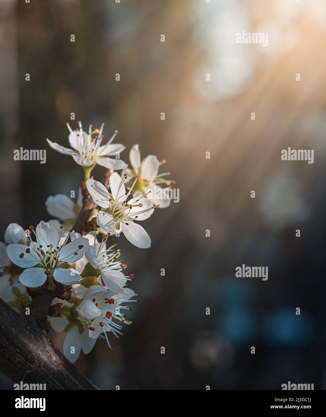 Cherry blossoms season sign hi-res stock photography and images - Alamy