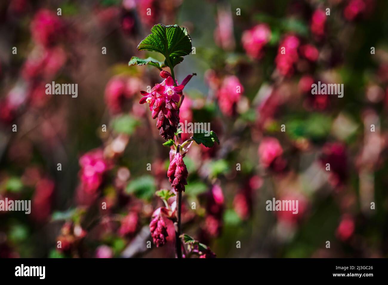 Flowers of a currant bush (Ribes Sanguineum) in the sunshine Stock ...