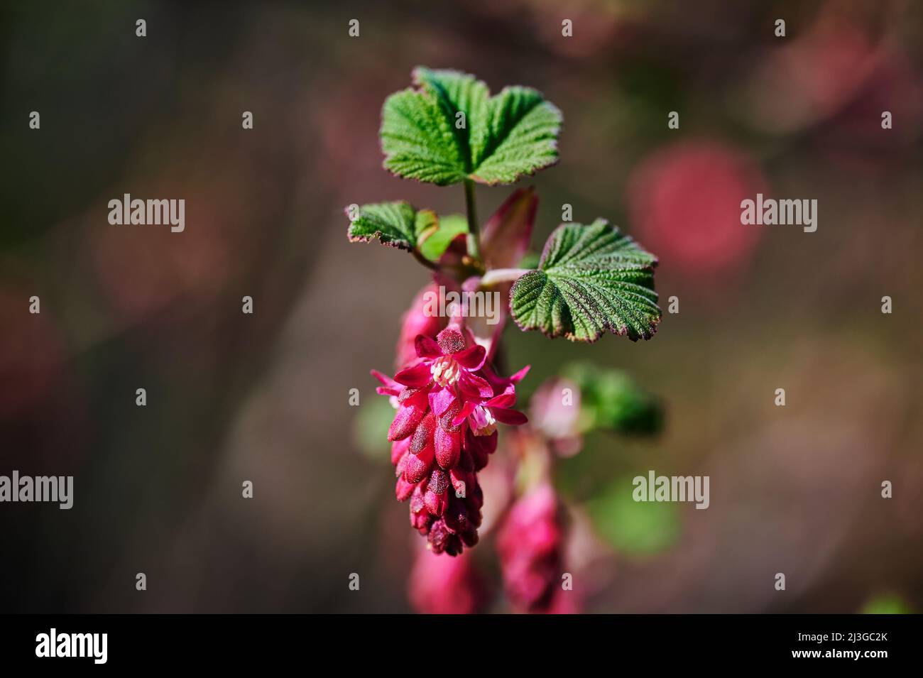 Flowers of a currant bush (Ribes Sanguineum) in the sunshine Stock ...