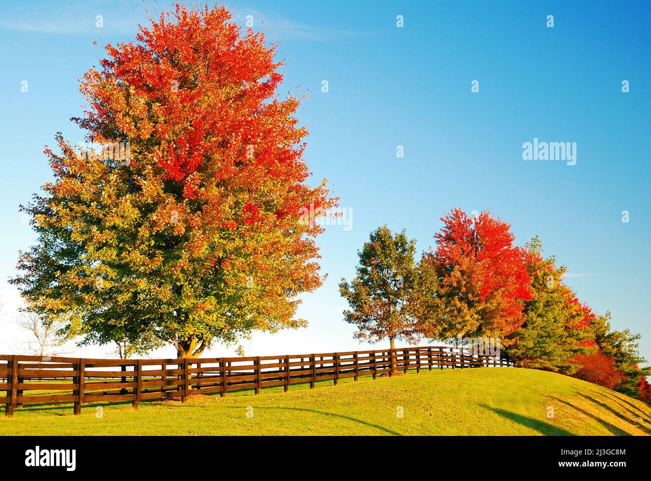 Autumn trees versailles hi-res stock photography and images - Alamy