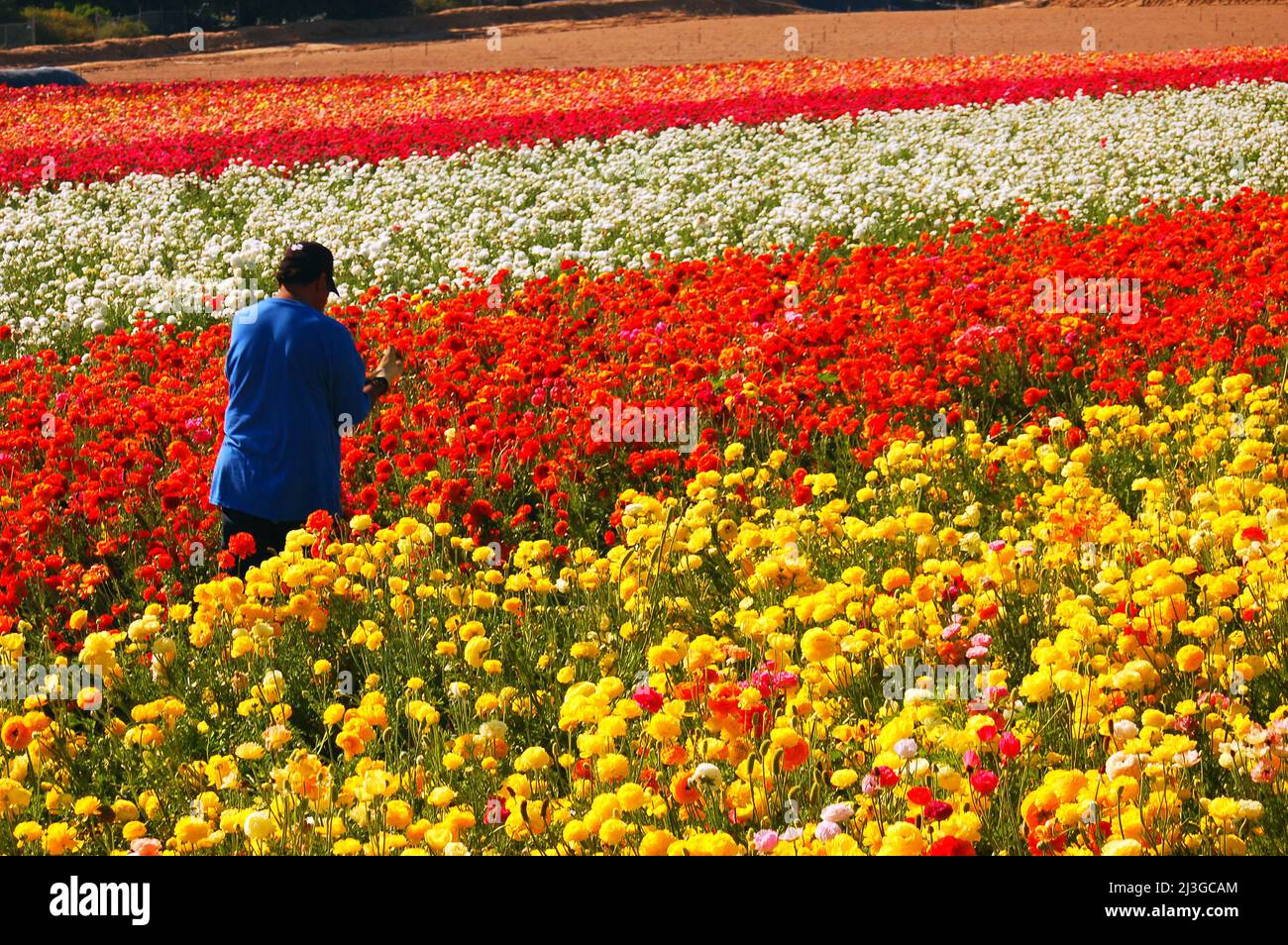 Techolote giant ranunculus hi-res stock photography and images - Alamy