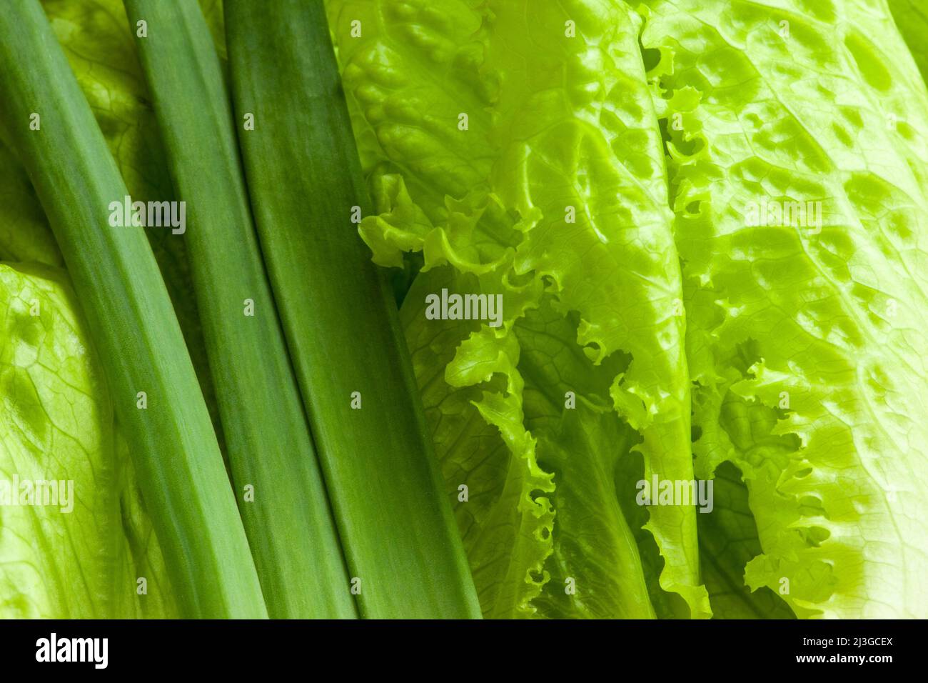 Raw green leaf vegetables, close-up. Background from fresh salad leaves ...