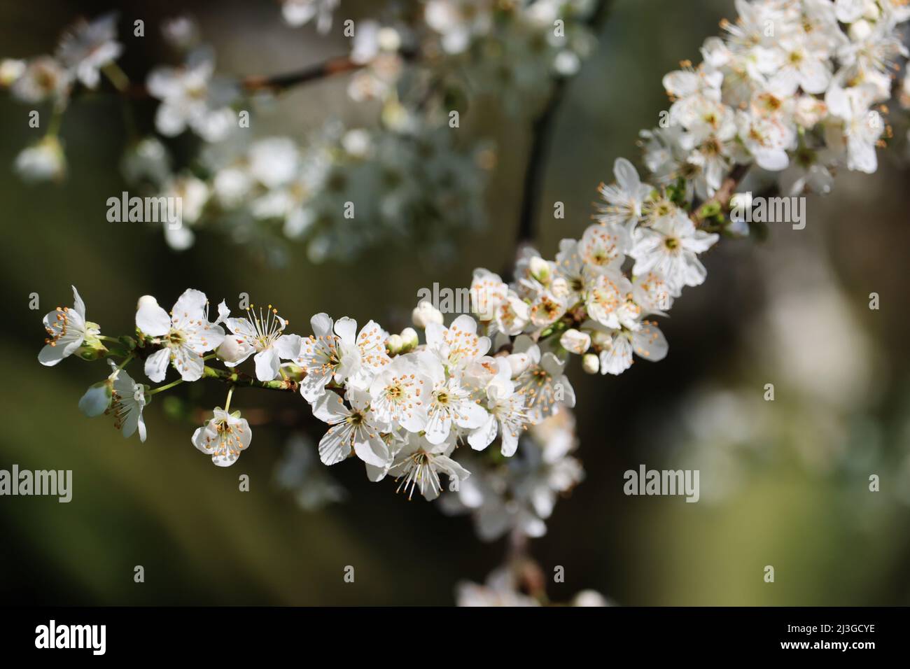 Selective focus of white cherry blossom flowers with blurred background ...