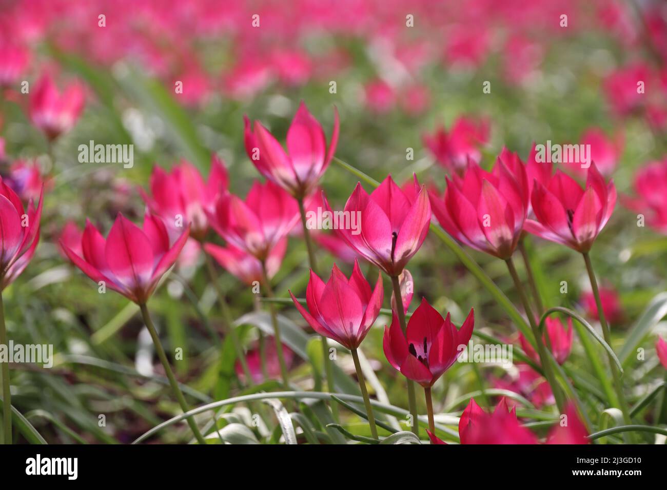 Red lady hi-res stock photography and images - Alamy